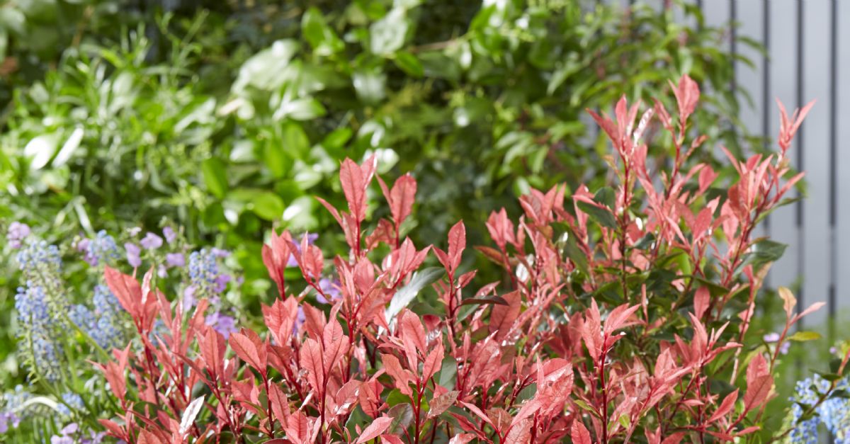 Little Fenna: mooie aanvulling op Photinia fraseri assortiment