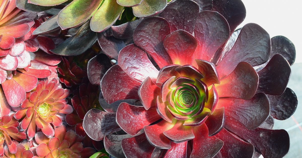 xSemponium Destiny gekroond tot Plant of the Year