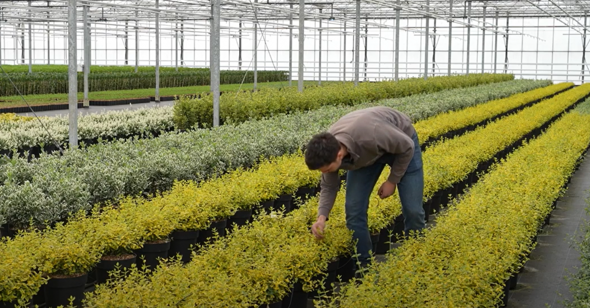 Biologisch insecticide Flipper van Bayer effectief tegen insectenplagen