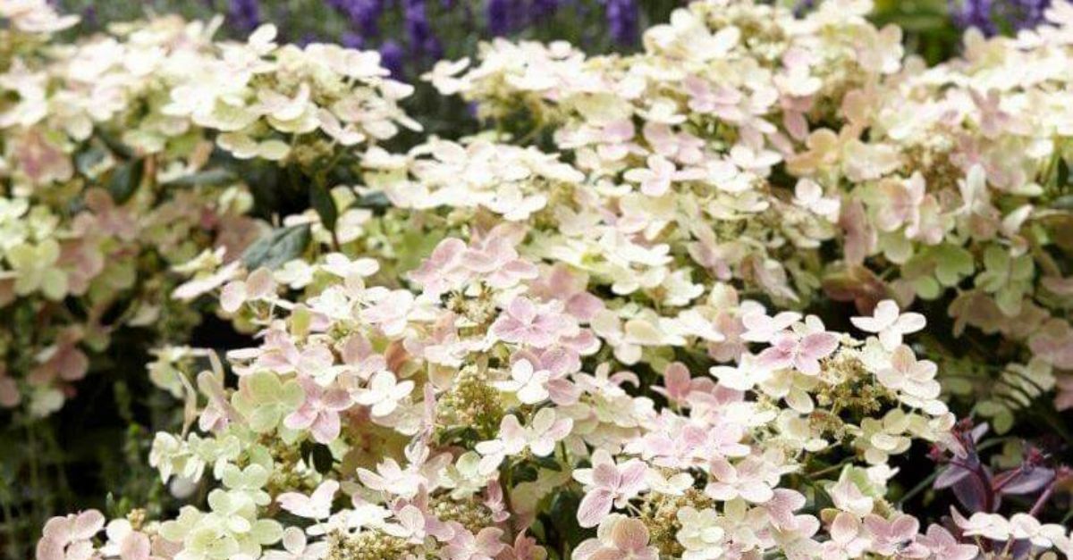Hydrangea paniculata Switch Ophelia bloeit het hele seizoen, in ...
