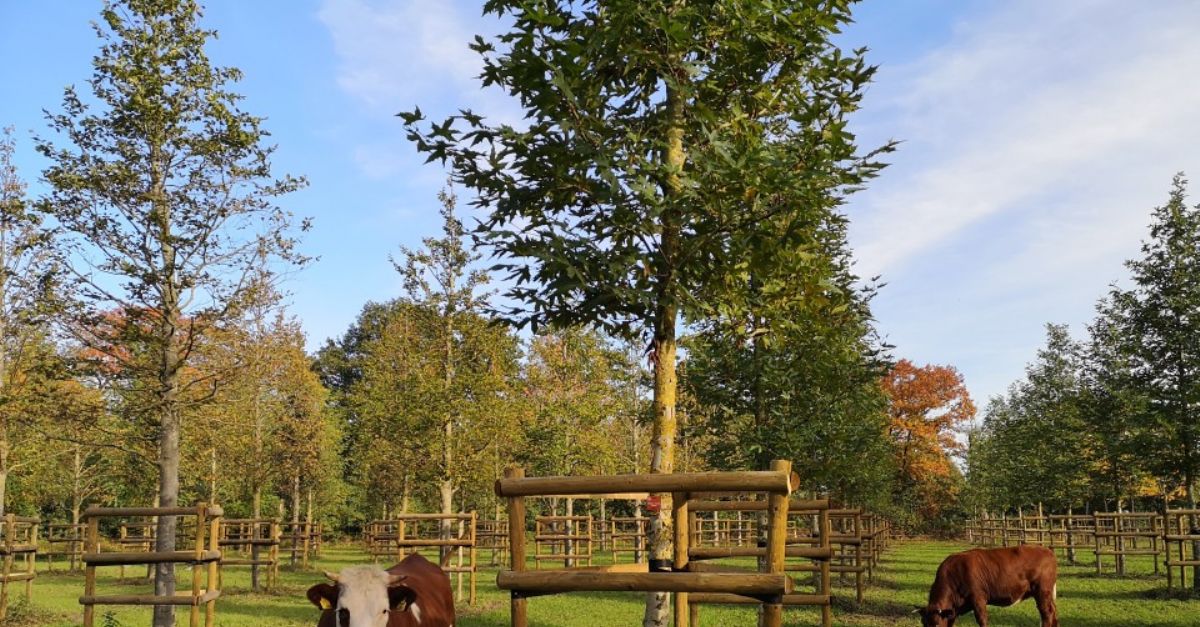 Grazende koeien op de boomkwekerij