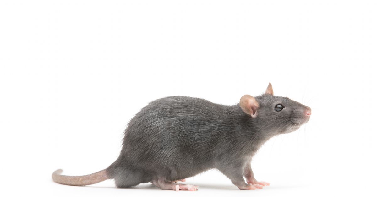 Als de licentie van huis is, dansen de muizen (en ratten) op tafel