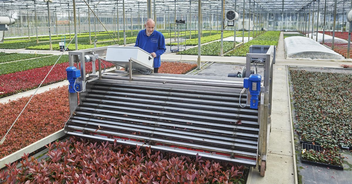 IBN kwekerijen maakt stek met een bijzonder verhaal