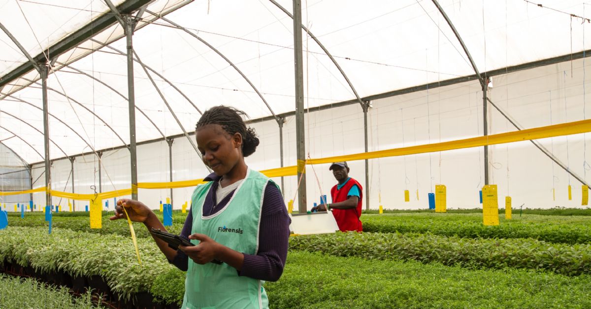 Florensis produceert stekgoed in Kenia en Ethiopie