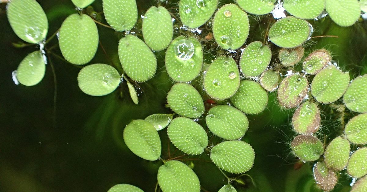 Half miljoen invasieve planten vernietigd op kwekerij