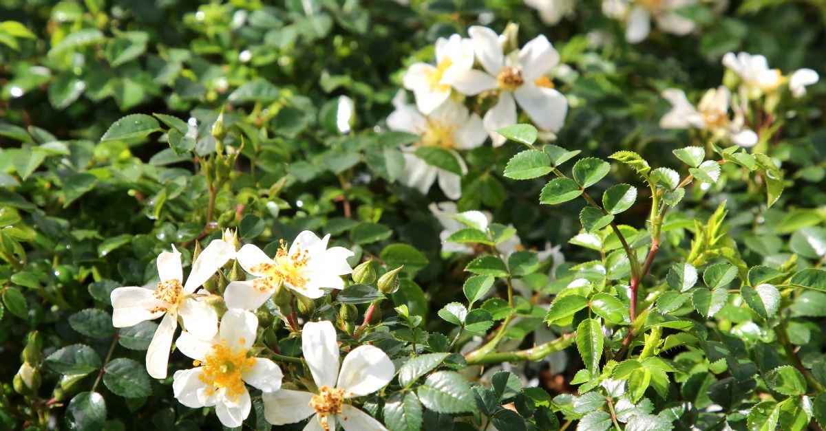 Rosa 'Green Summer' wint goud op Florall 2023