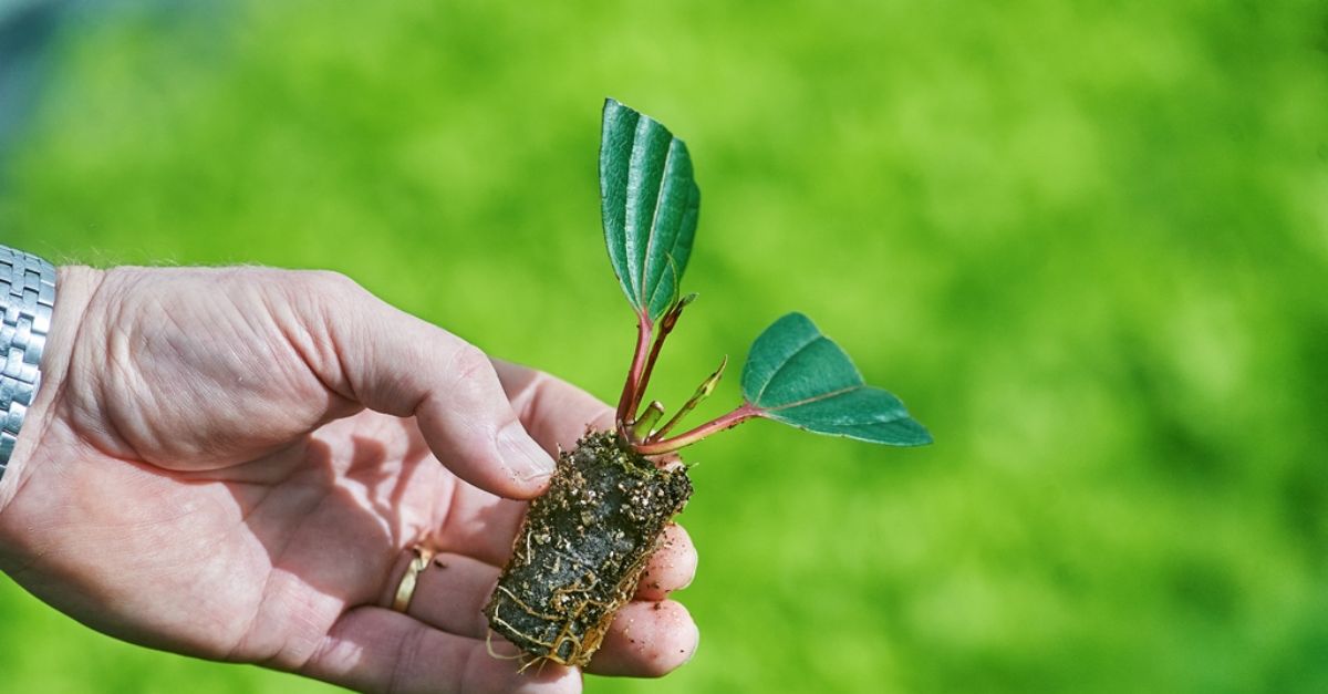 'Bewortelde stekken van IBN zijn een product van perfectionisten'