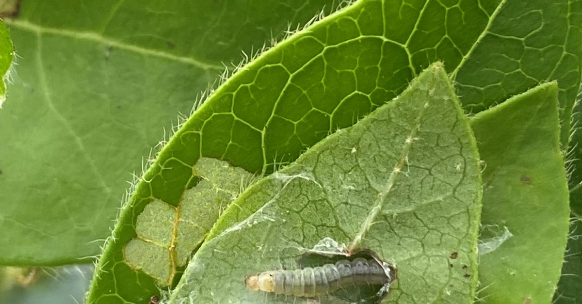 Geen rups meer veilig!