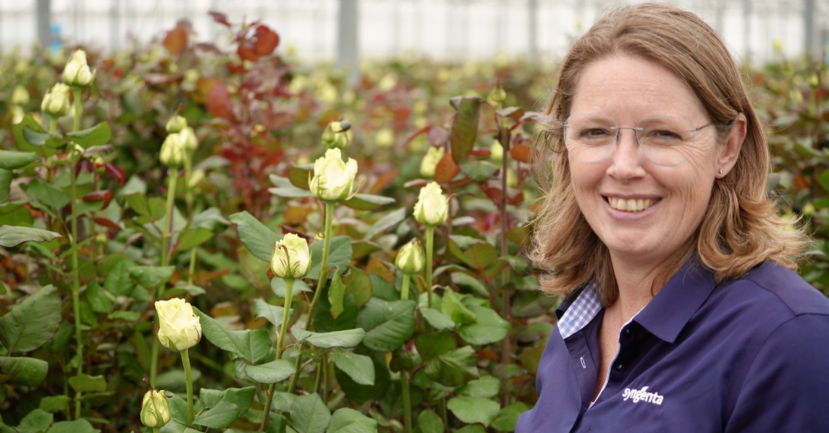 Phytophthora-aantasting kan sector miljoenen kosten