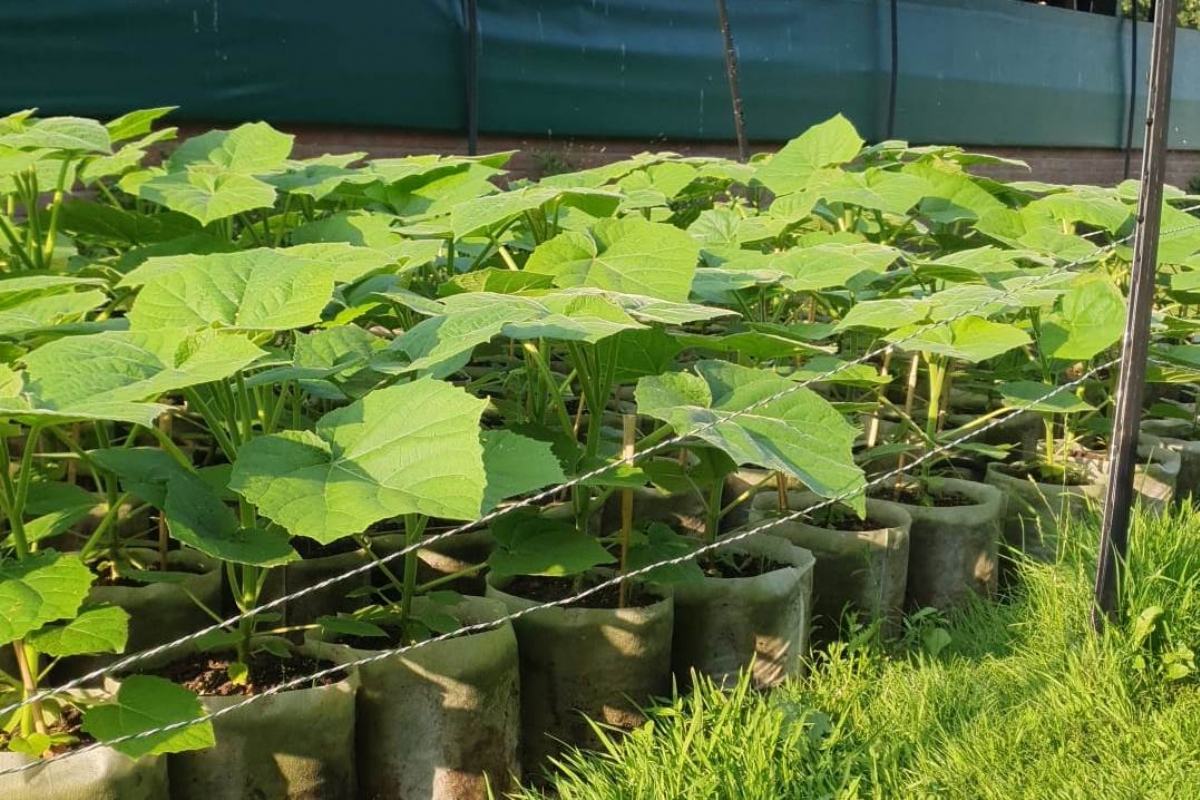 Boereboom Invitro Cultures blinkt uit in kweek van bijzondere stekken